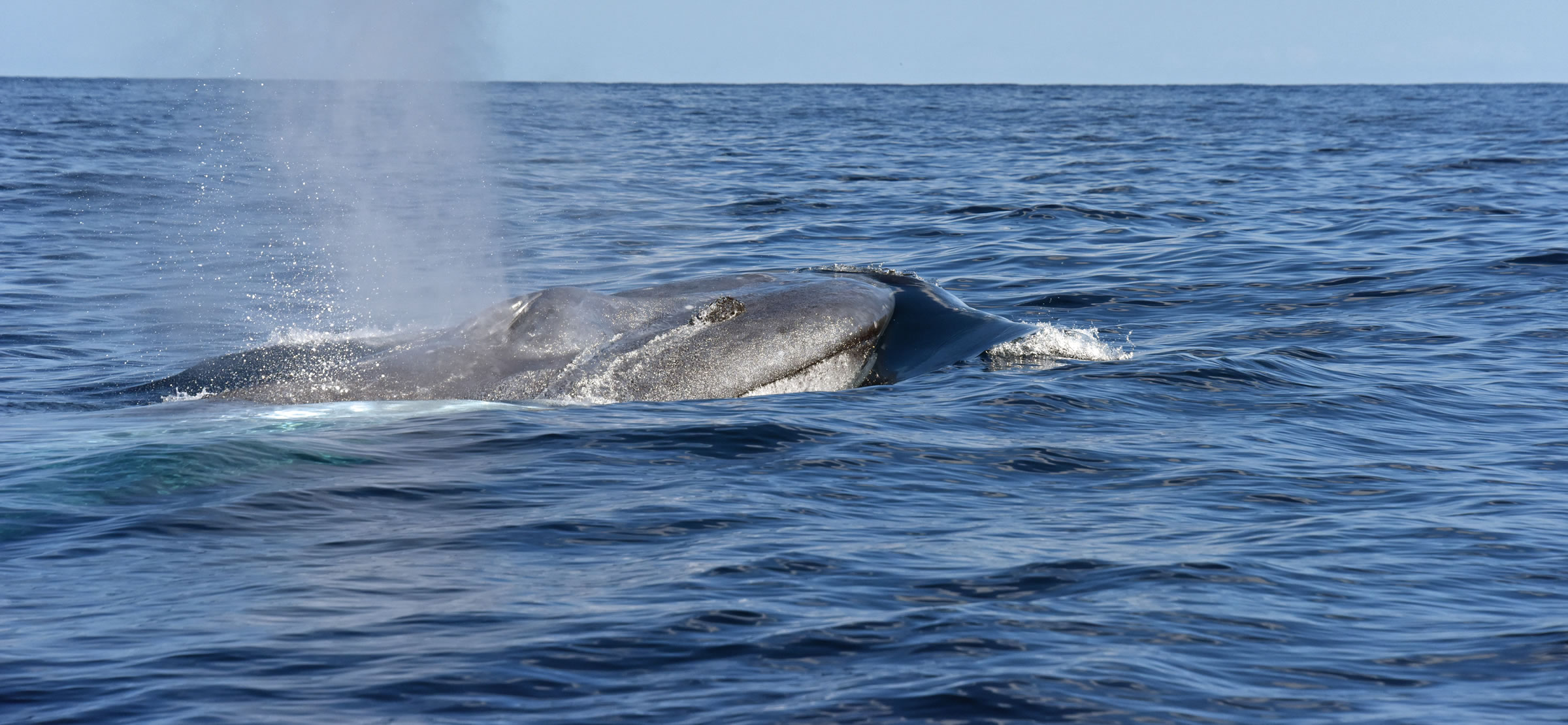Satellite tracking of blue whales | Earth Sciences New Zealand | NIWA