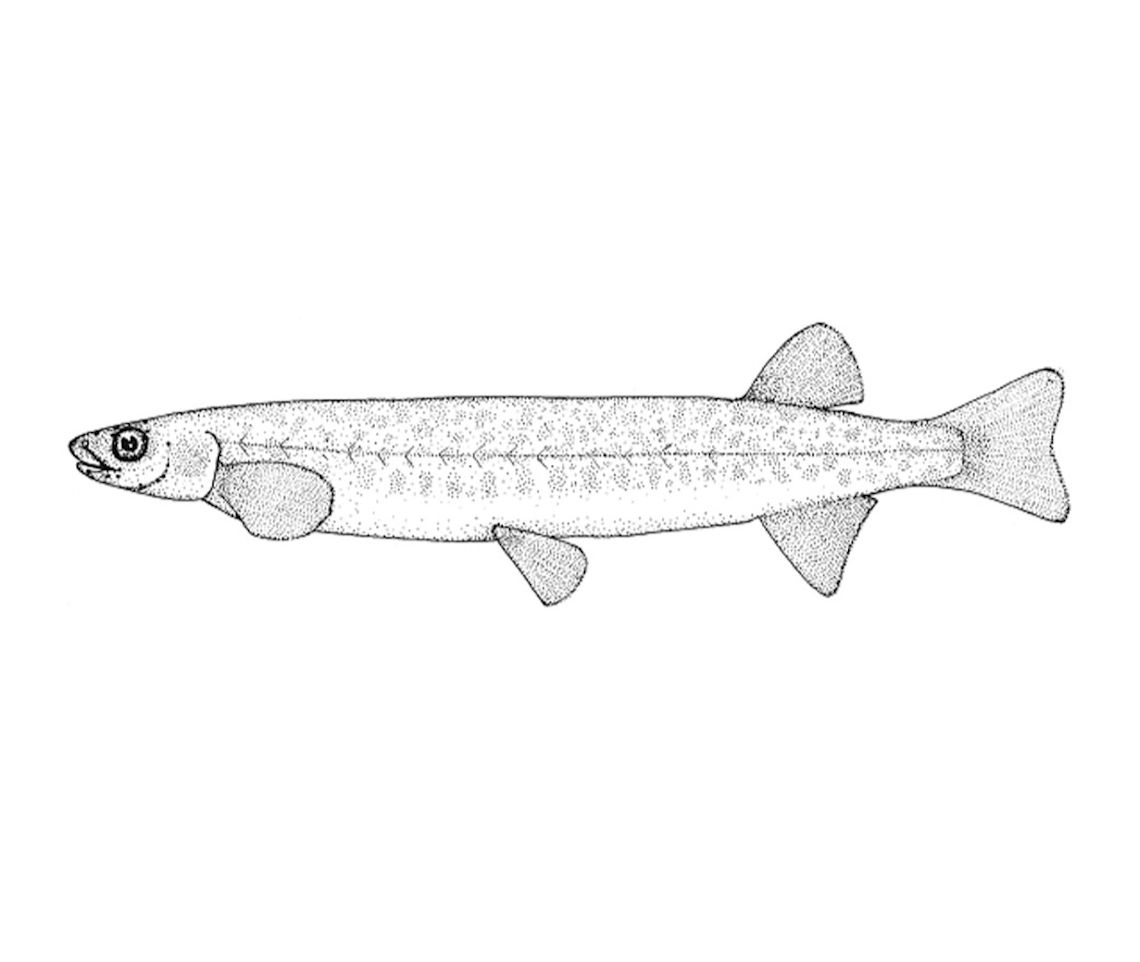 119 Inanga (copy).jpg | Earth Sciences New Zealand | NIWA