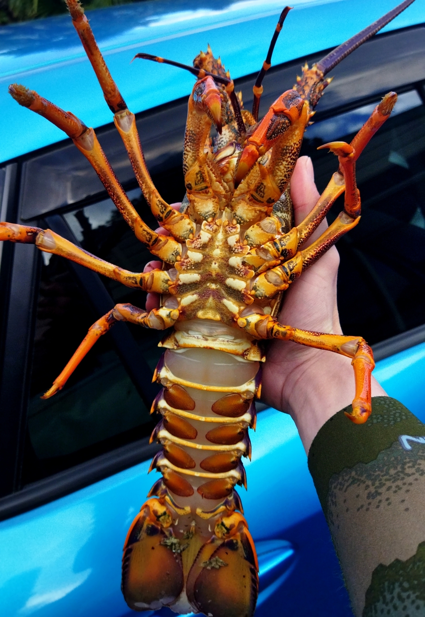 Male_Oscar Barnes (iNaturalist).jpeg | NIWA