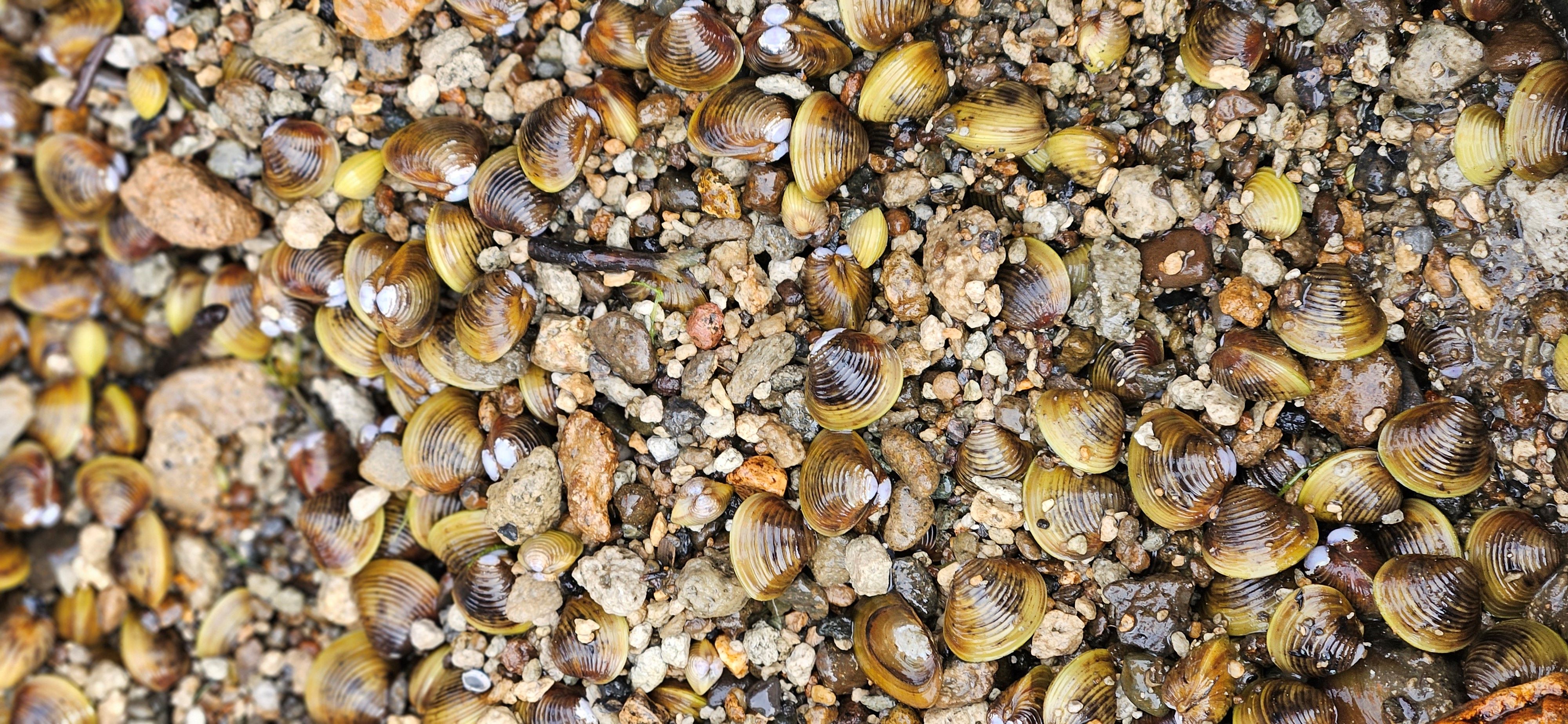 Corbicula pile_Melchior (1).jpg | NIWA