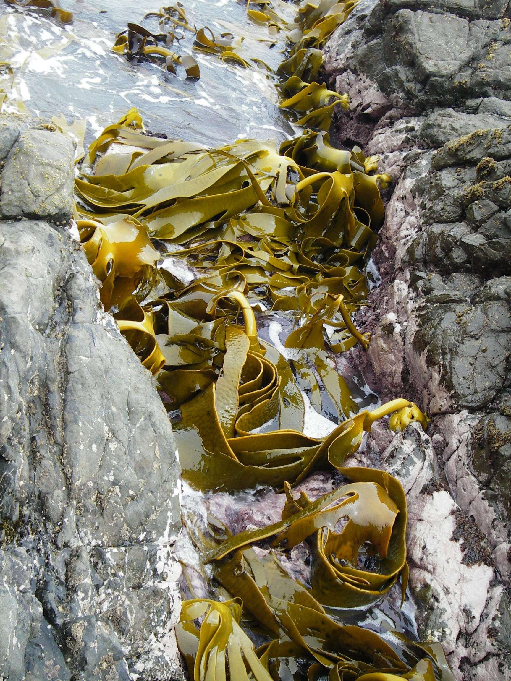 NIWA is seeking citizen scientists to help it document large brown ...