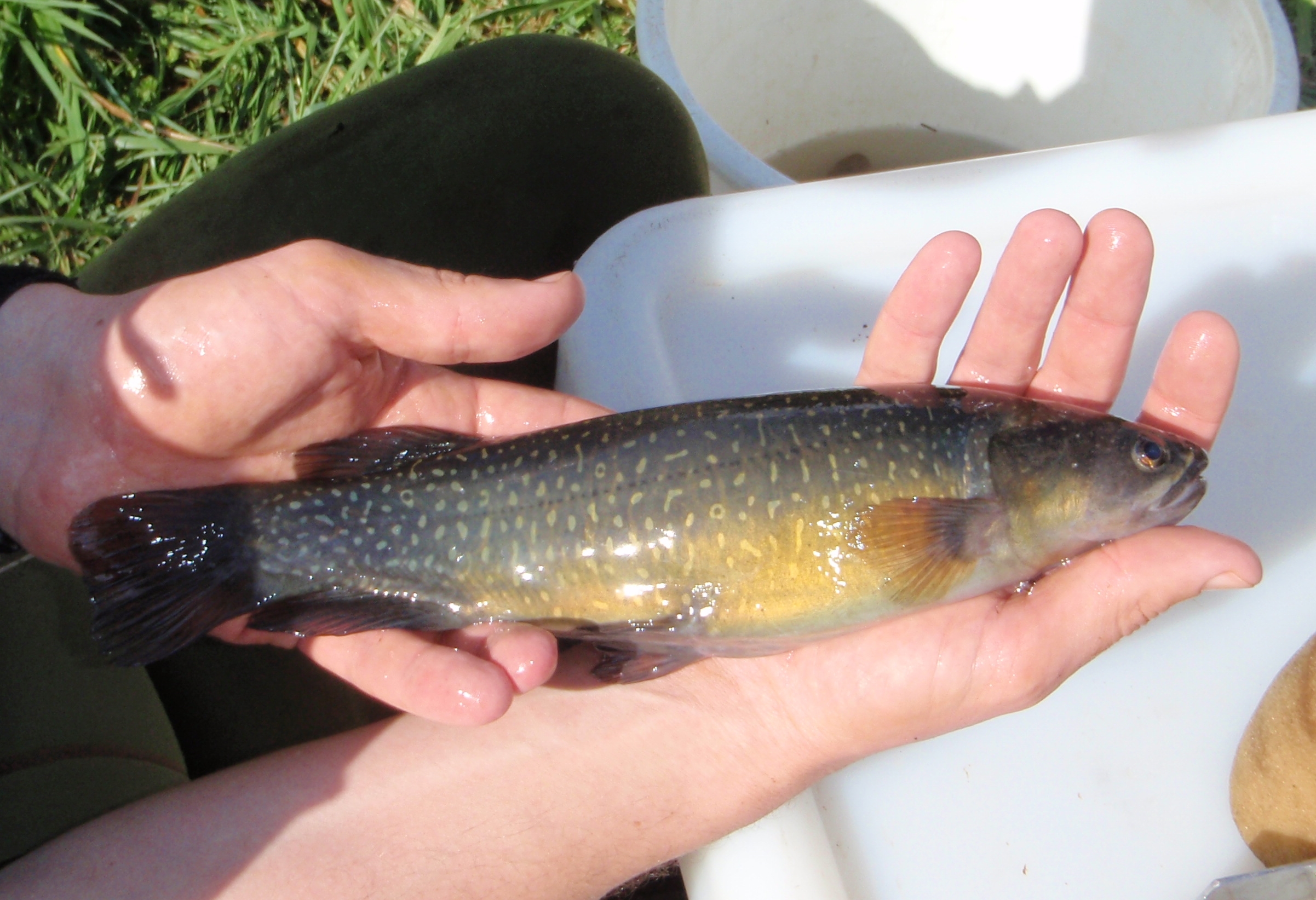 Flow requirements for galaxiid fish spawning | Earth Sciences New ...