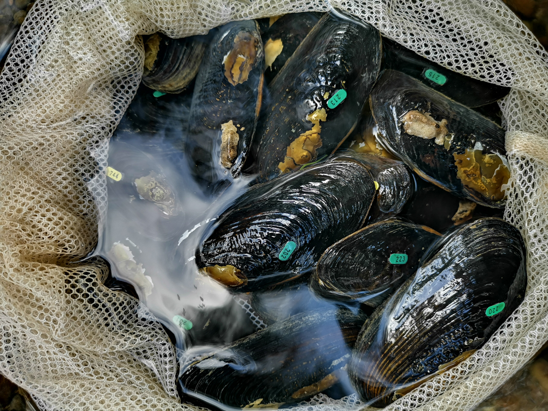 Freshwater bioremediation using native mussels - focussed on shallow ...