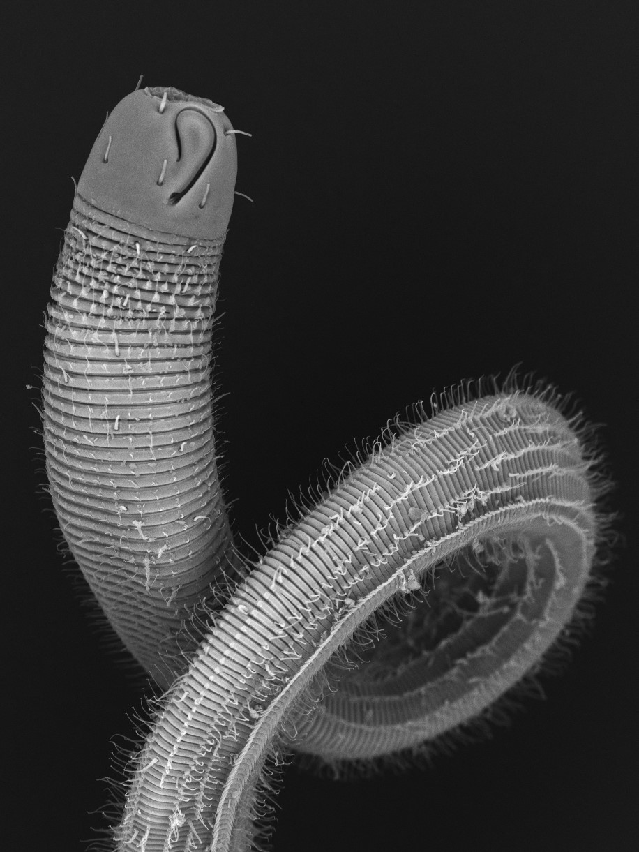 Critter of the Week: new species under our feet | Earth Sciences New ...