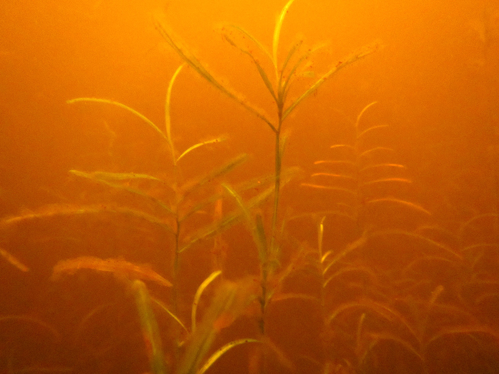 Lake Koraha: a hidden gem in the Waikato | Earth Sciences New Zealand ...