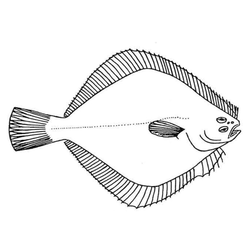 Sand_Flounder_Illustration | Earth Sciences New Zealand | NIWA