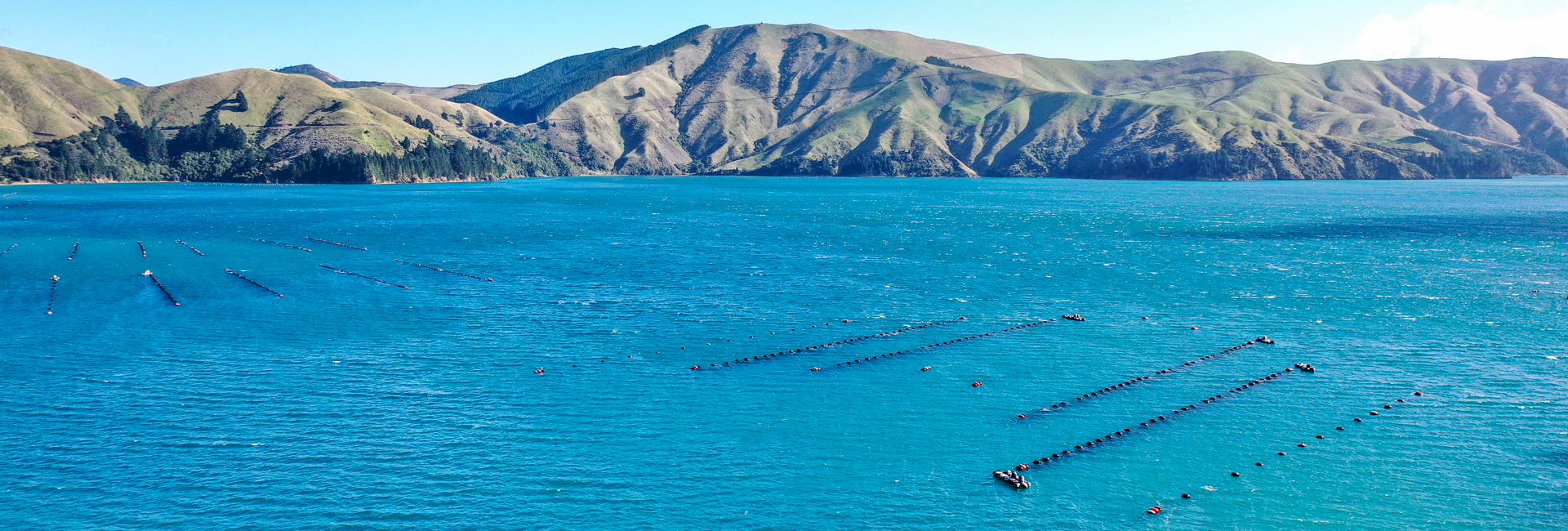 Rewilding green-lipped mussels | Earth Sciences New Zealand | NIWA