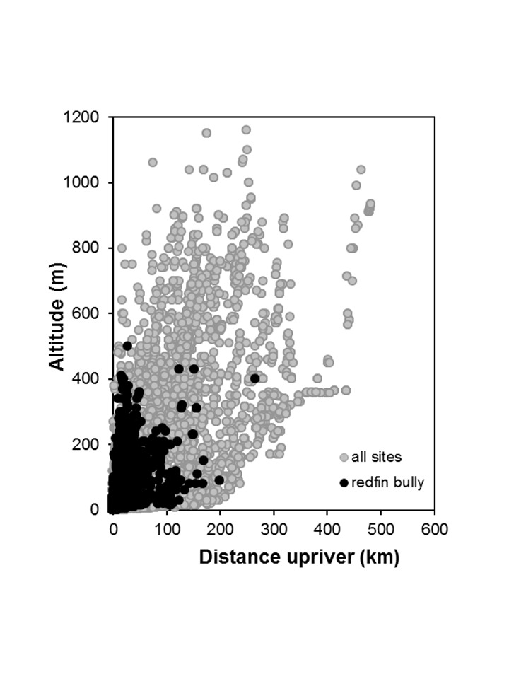 Gobiomorphus huttoni_penetration.jpg | NIWA