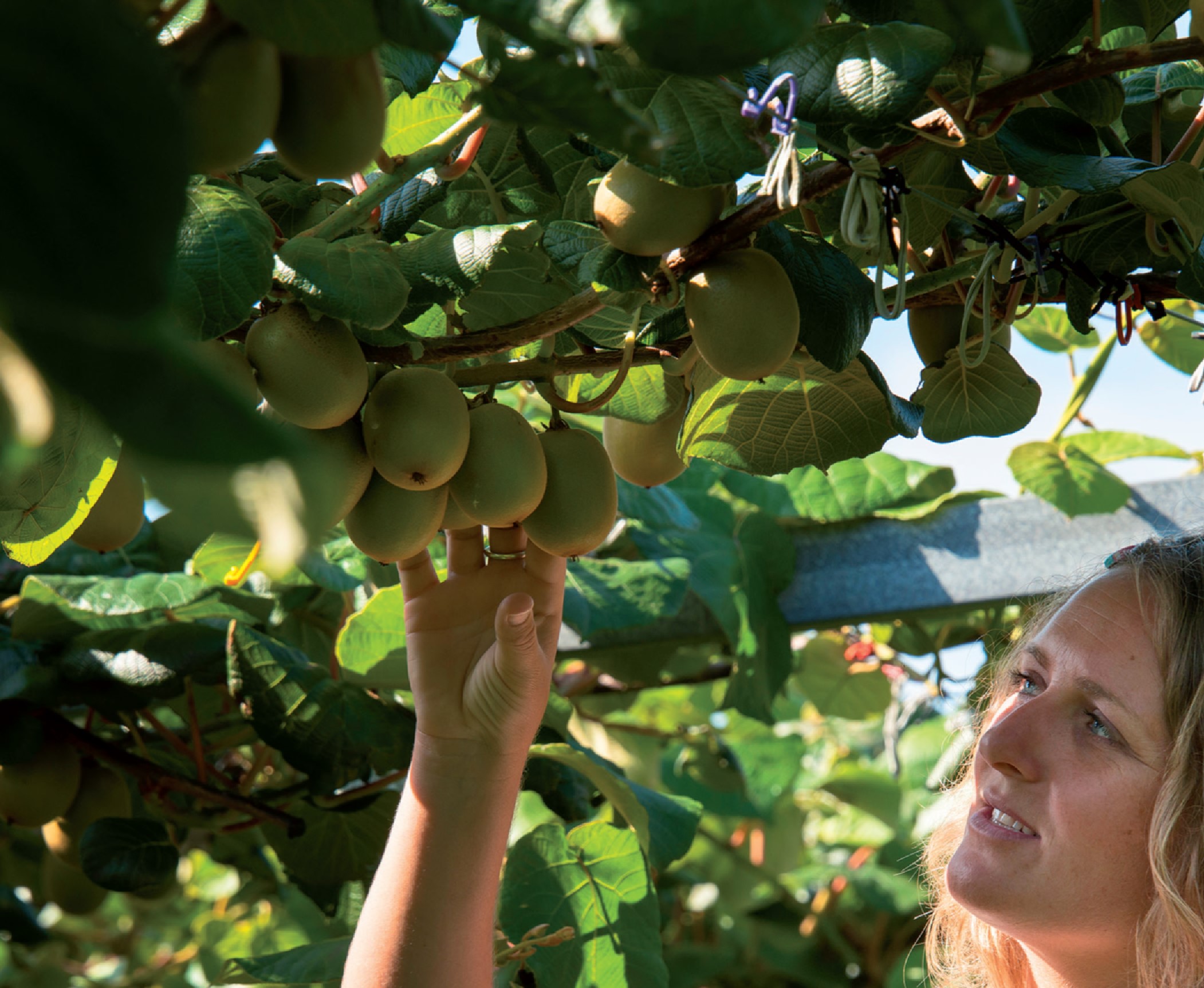 Charlotte Hardy with kiwifruit vines - Dave Allen | NIWA