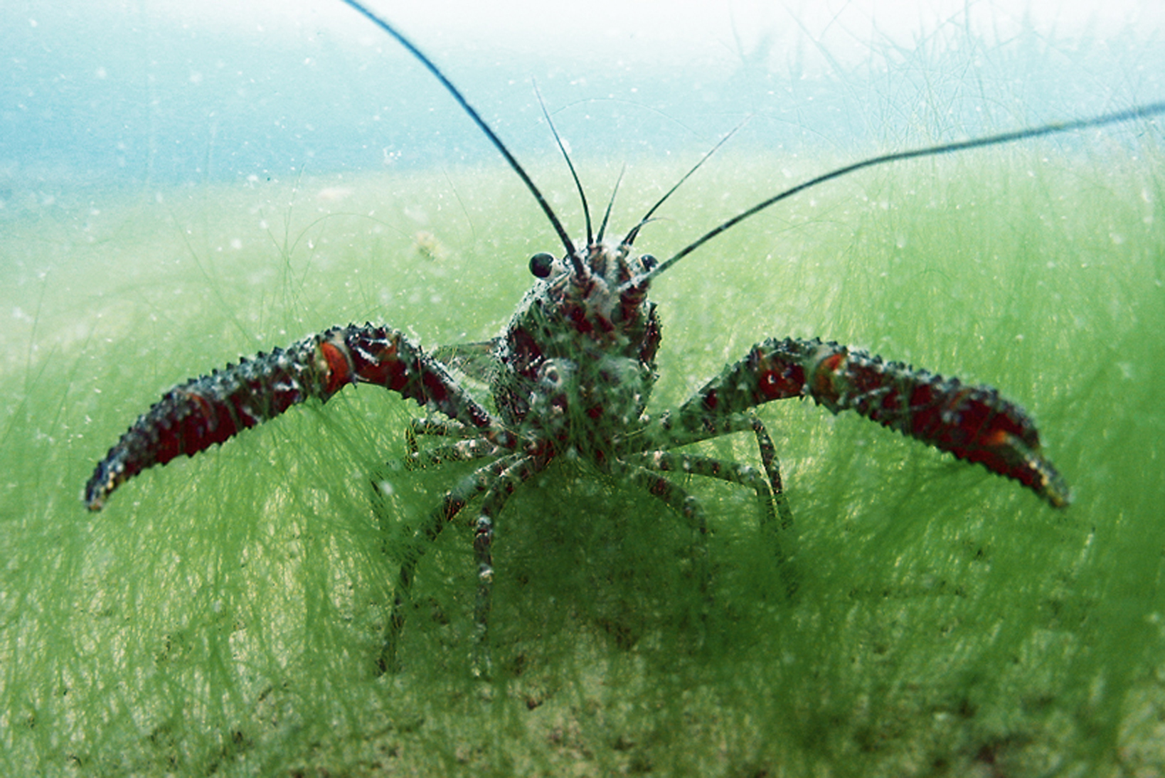 Guide to restoring kōura (freshwater crayfish) in lakes, rivers and ...