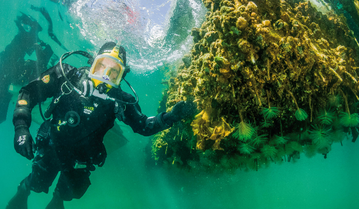 Scientists get boost to combat invasive marine pests | Earth Sciences ...