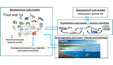 Atlantis ecosystem model | Earth Sciences New Zealand | NIWA