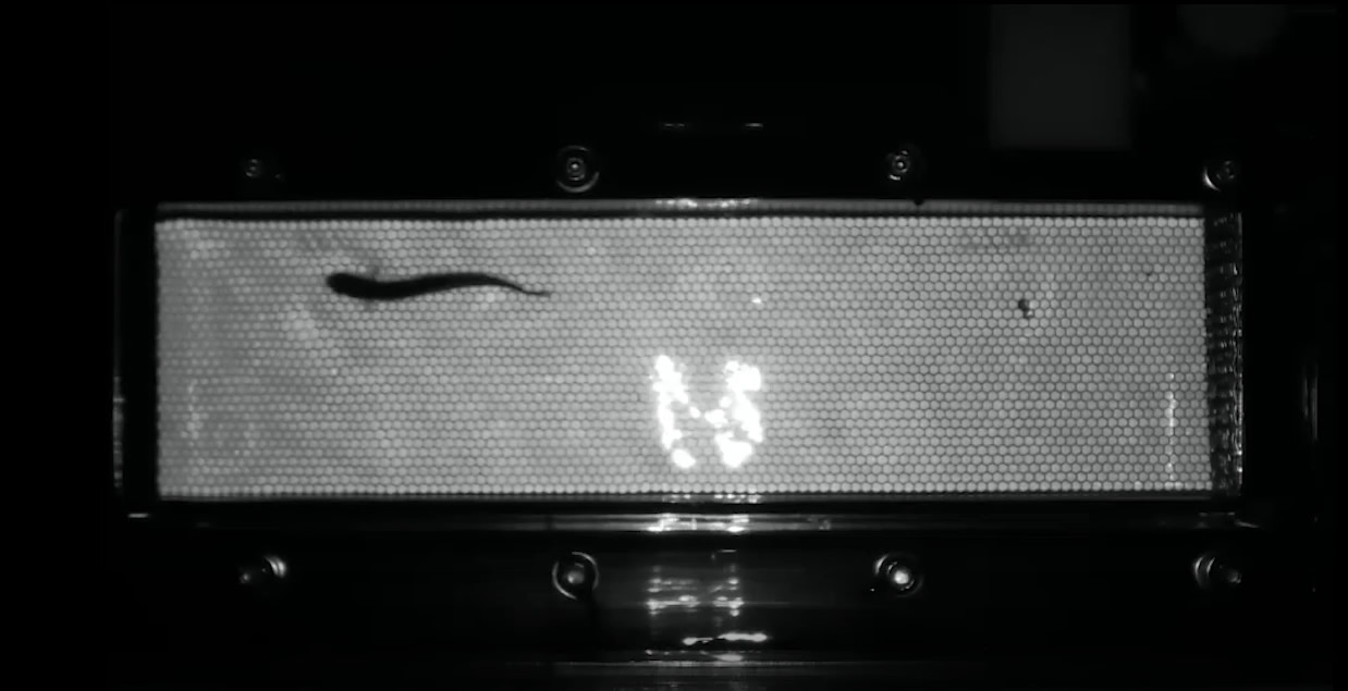 Freshwater fish swim their all for science | Earth Sciences New Zealand ...