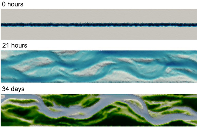 Modelling vegetation-impacted morphodynamics in braided rivers | Earth ...
