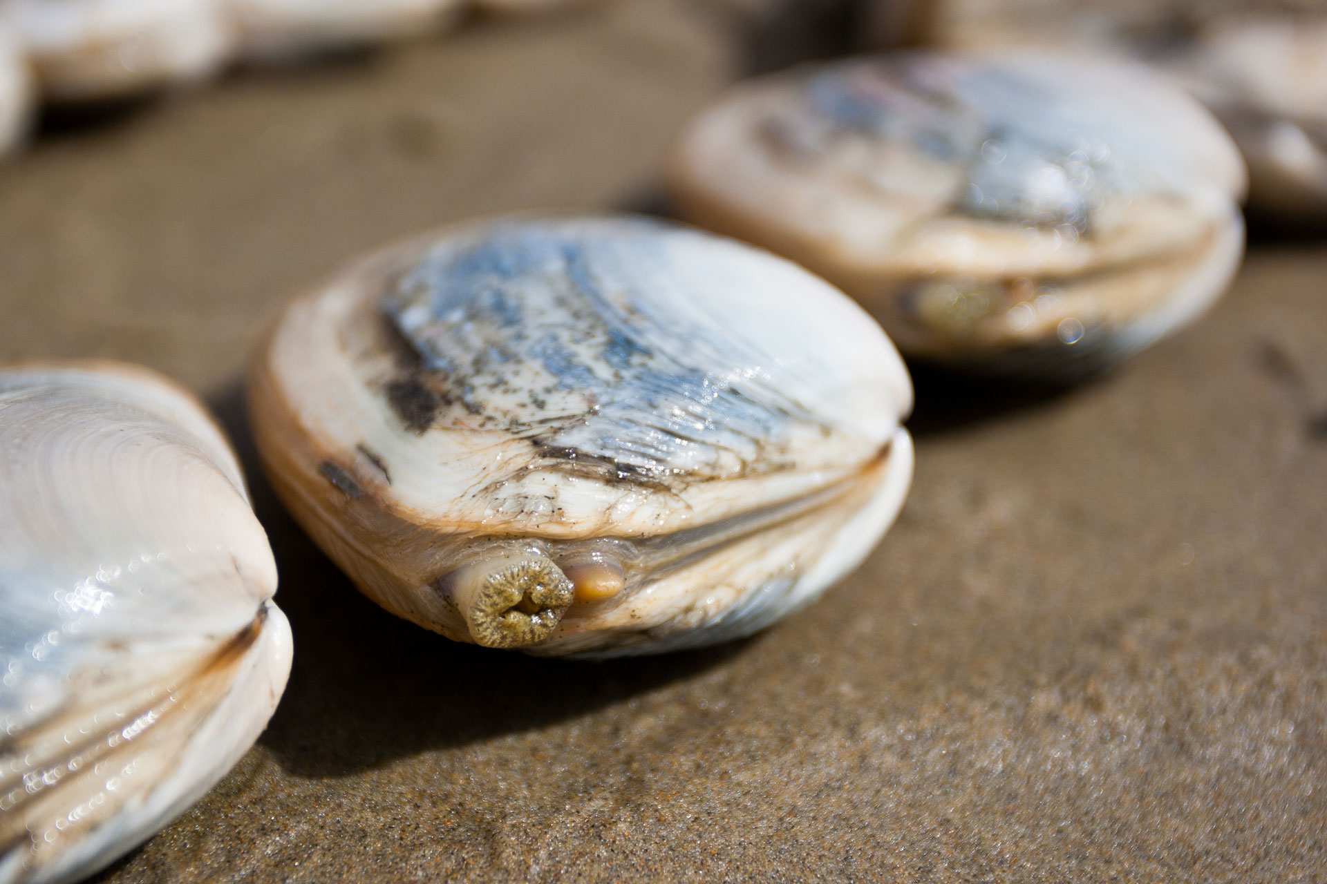 Toheroa | Earth Sciences New Zealand | NIWA