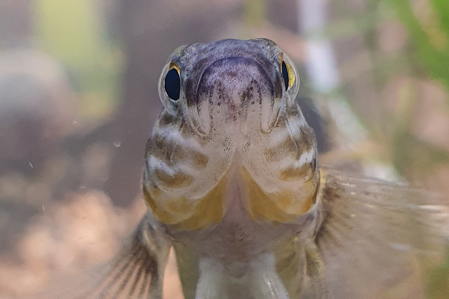 Kōura (freshwater) | Earth Sciences New Zealand | NIWA