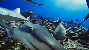 Dr Jade Maggs talks about reef sharks | NIWA