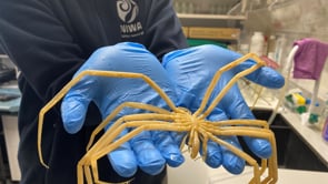 Critter of the deep - Episode 3: Sea spider | Earth Sciences New ...