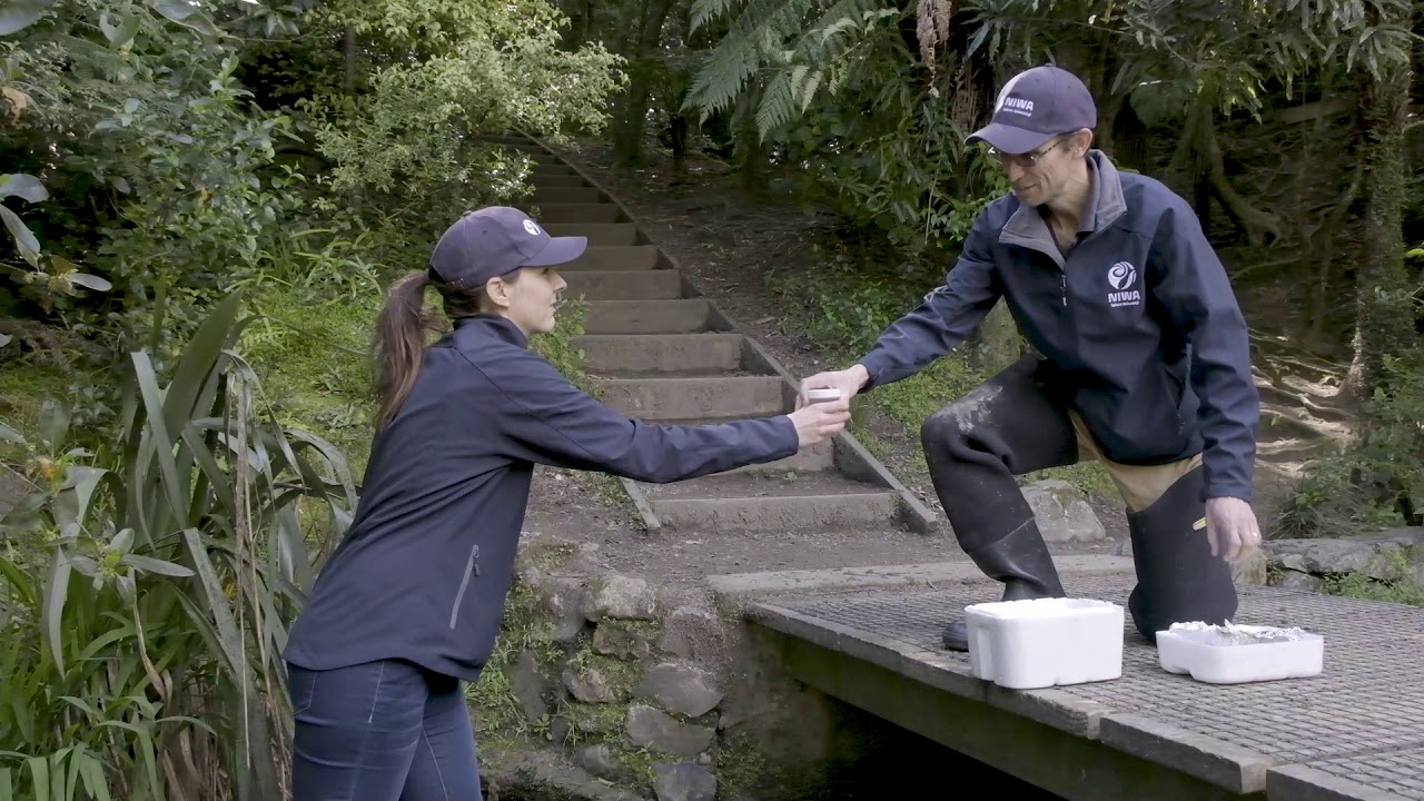 How to collect a water sample | Earth Sciences New Zealand | NIWA