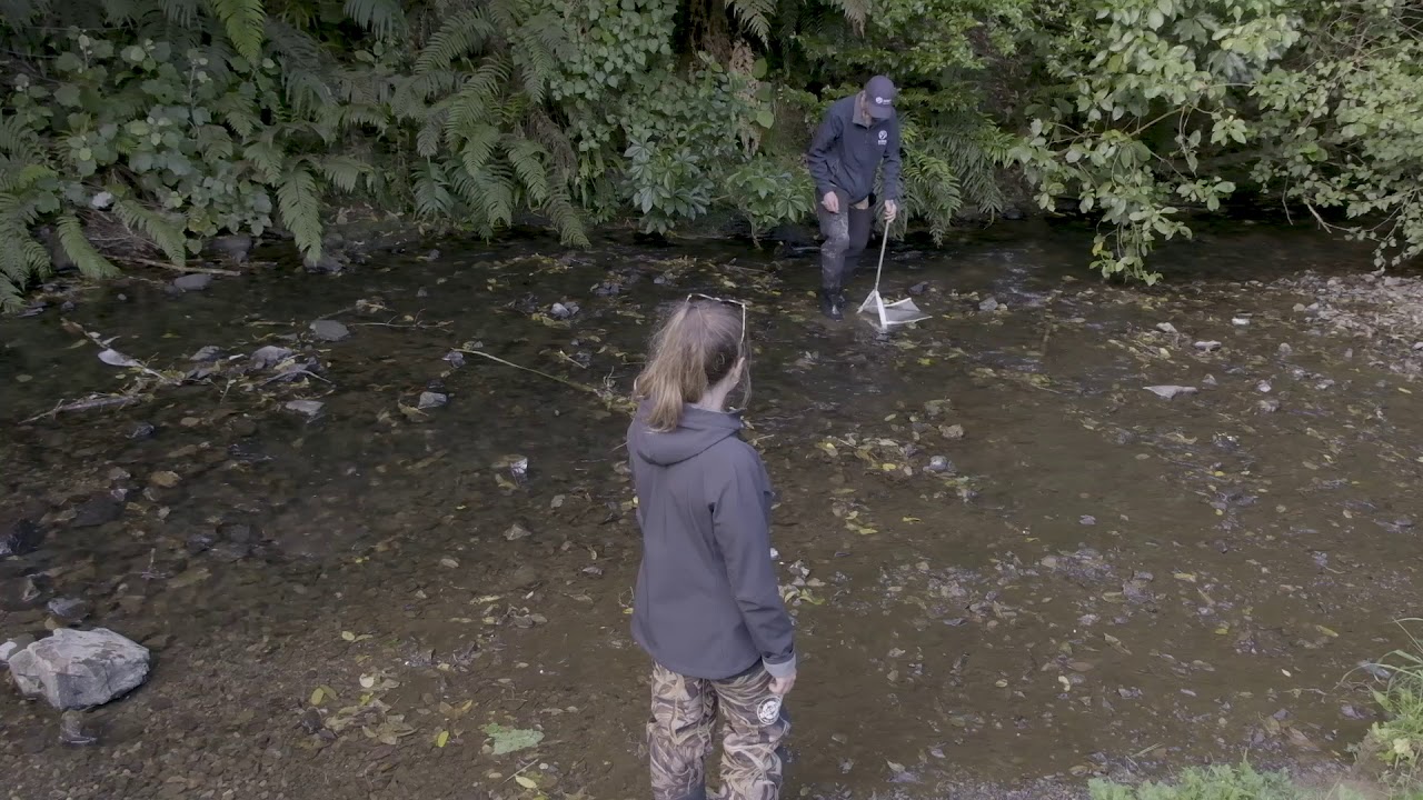 SHMAK stream life – collecting benthic macroinvertebrates using the ...