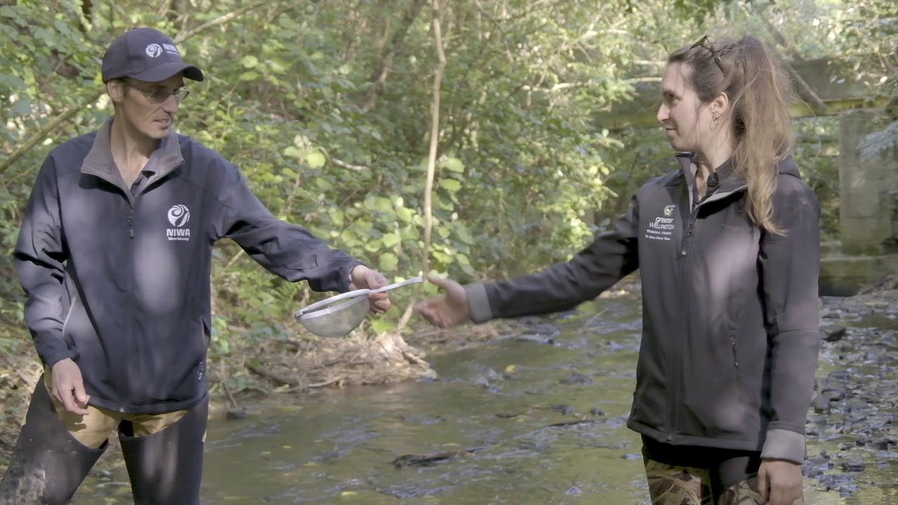 SHMAK stream life – collecting benthic macroinvertebrates using the ...