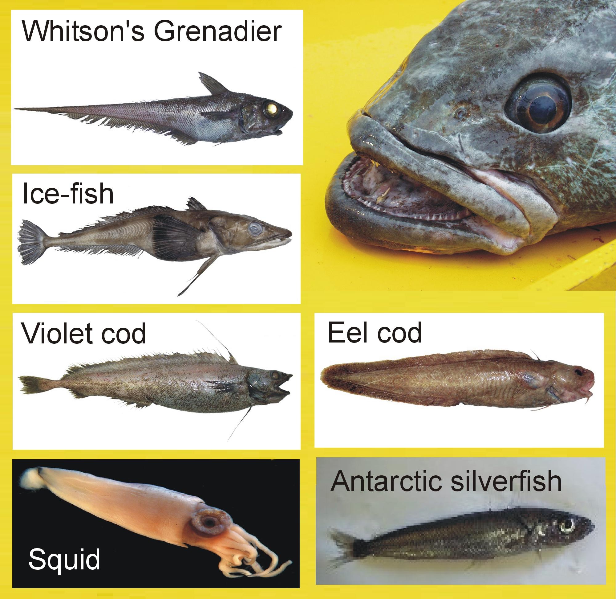 fish_species_ross_sea.JPG | Earth Sciences New Zealand | NIWA