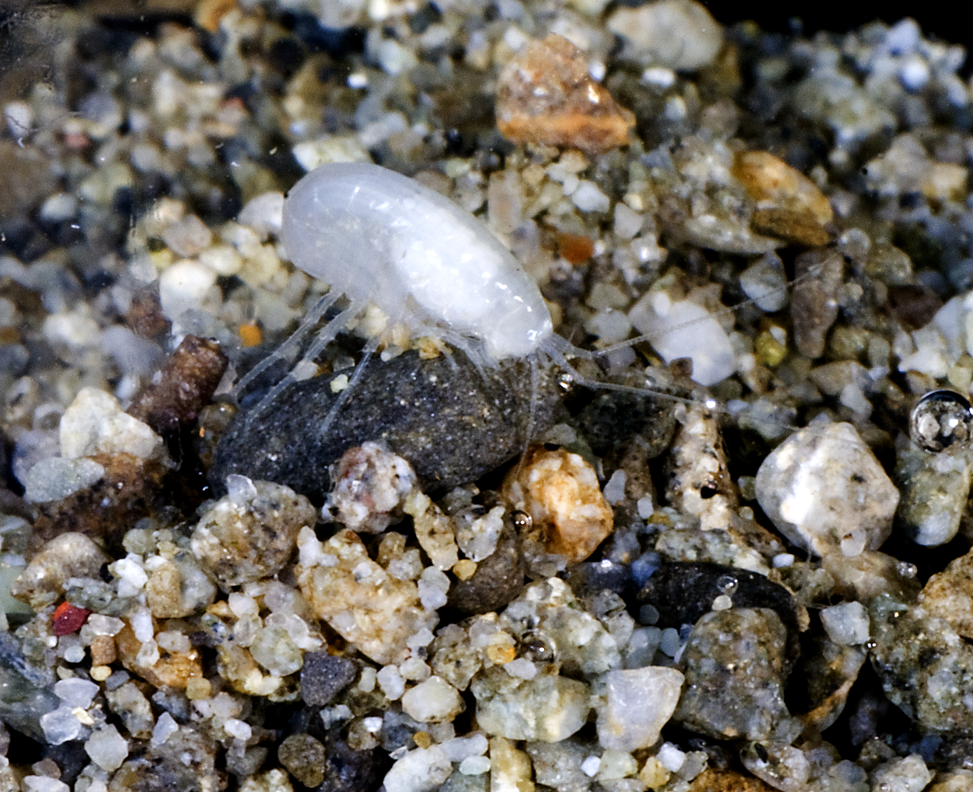 amphipod | Earth Sciences New Zealand | NIWA