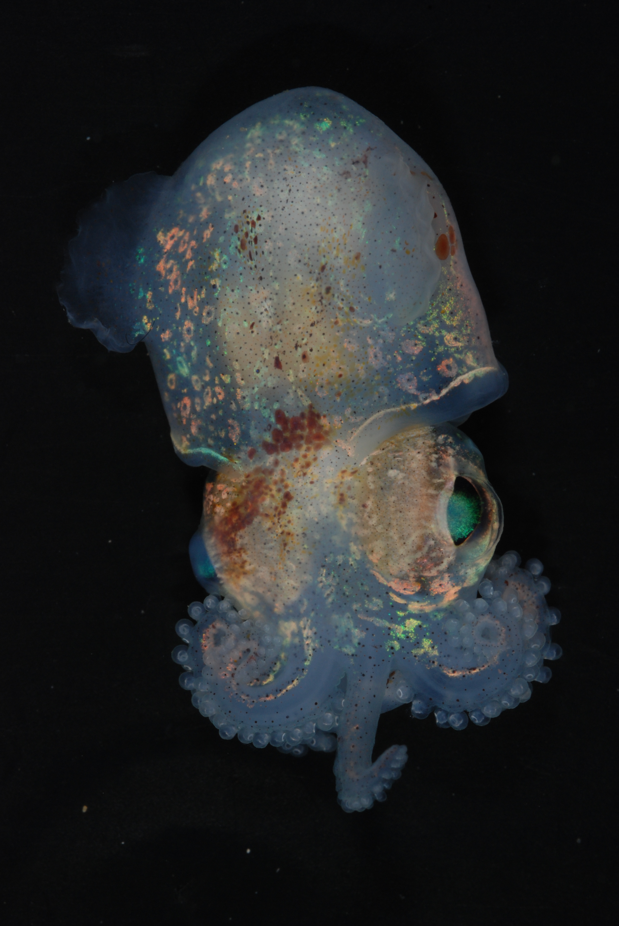 Bobtail squid (genus Sepioloidea) | NIWA