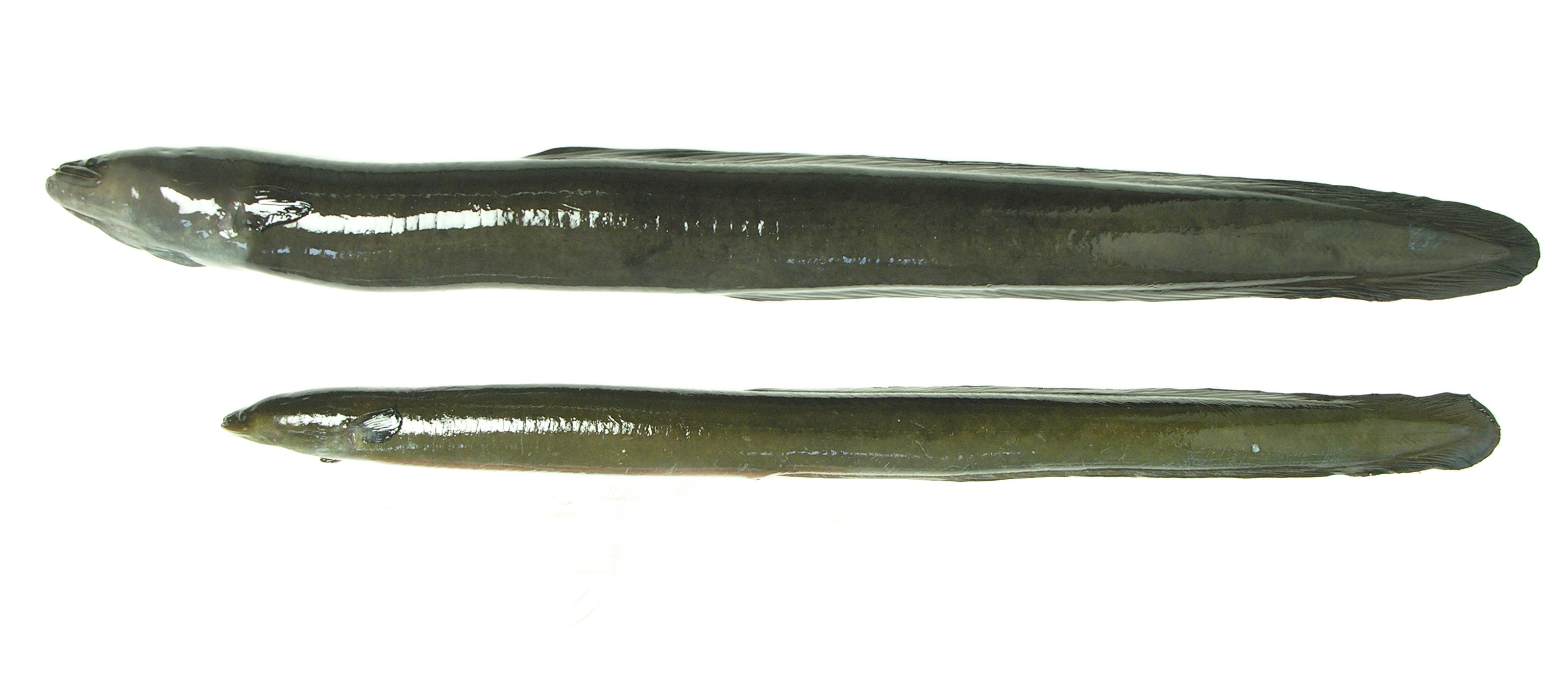 Tuna/Eels | Earth Sciences New Zealand | NIWA