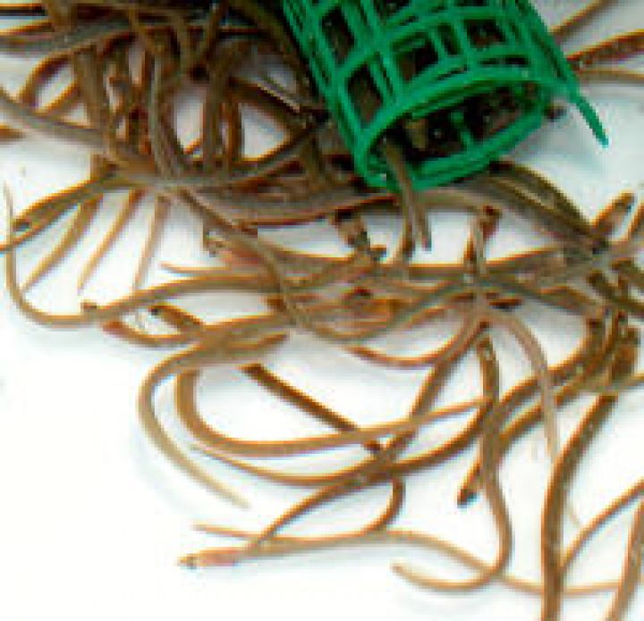 eels200.jpg | Earth Sciences New Zealand | NIWA