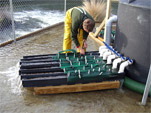 NIWA student Phillip Jellyman examining fish in didymo biocide trials ...