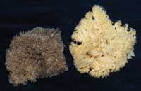 Sponge lightly bleached with an eco-friendly oxygen bleach and an ...