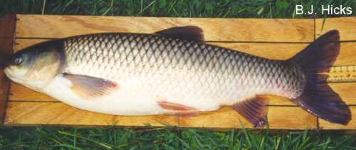 Grass Carp : grasscarp.jpg | Earth Sciences New Zealand | NIWA