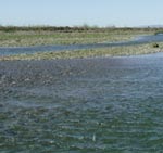 Selwyn River flowing. | NIWA