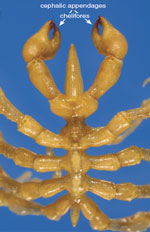 Putting Antarctic sea spiders in their place : spiderb_150.jpg | Earth ...