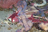 IceCUBE - Antarctic coastal marine ecosystems : worms_200.jpg | Earth ...