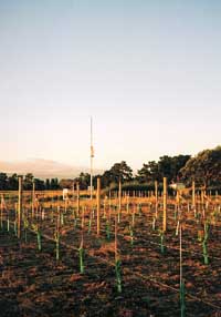 South Wairarapa newly planted vineyard and adjacent climate station (in ...