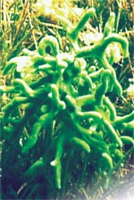 Lake Hauroko contains some of the best examples of freshwater sponges ...