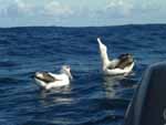 Crooning seabirds. (Photo: Murray Smith) | Earth Sciences New Zealand ...