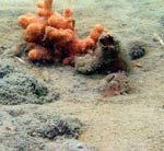 A coastal soft-sediment habitat at 6 m depth. (Photo: S. Thrush ...
