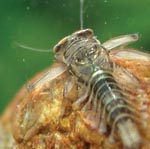 The mayfly's streamlined body shape helps it cope with its watery ...