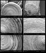 SEM images of thin sections from various bamboo coral species in the ...