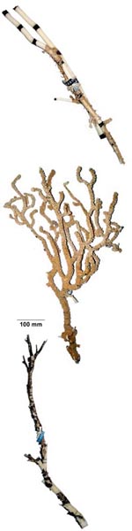 Coral rings in the deep ocean: using SEM to date New Zealand's bamboo ...