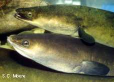 Paradise for eels? Getting to know the secrets of NZ's new icon | Earth ...