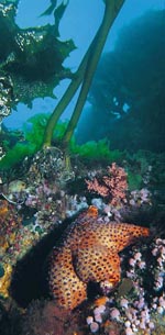 New Zealand's enormous marine biodiversity holds promise for all manner ...