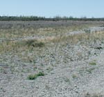 Selwyn River during low flow. | Earth Sciences New Zealand | NIWA