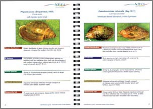 Identification guide: freshwater pests of New Zealand (spread) | Earth ...