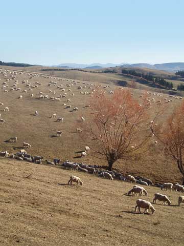 Looking west from Ugly Hill Road. North Island east coast farmers in ...