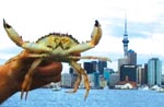 Recently introduced Asian paddle crab invades Waitemata Harbour : asian ...