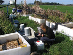 Dr Fleur Matheson (NIWA) monitoring a range of treatments involving ...